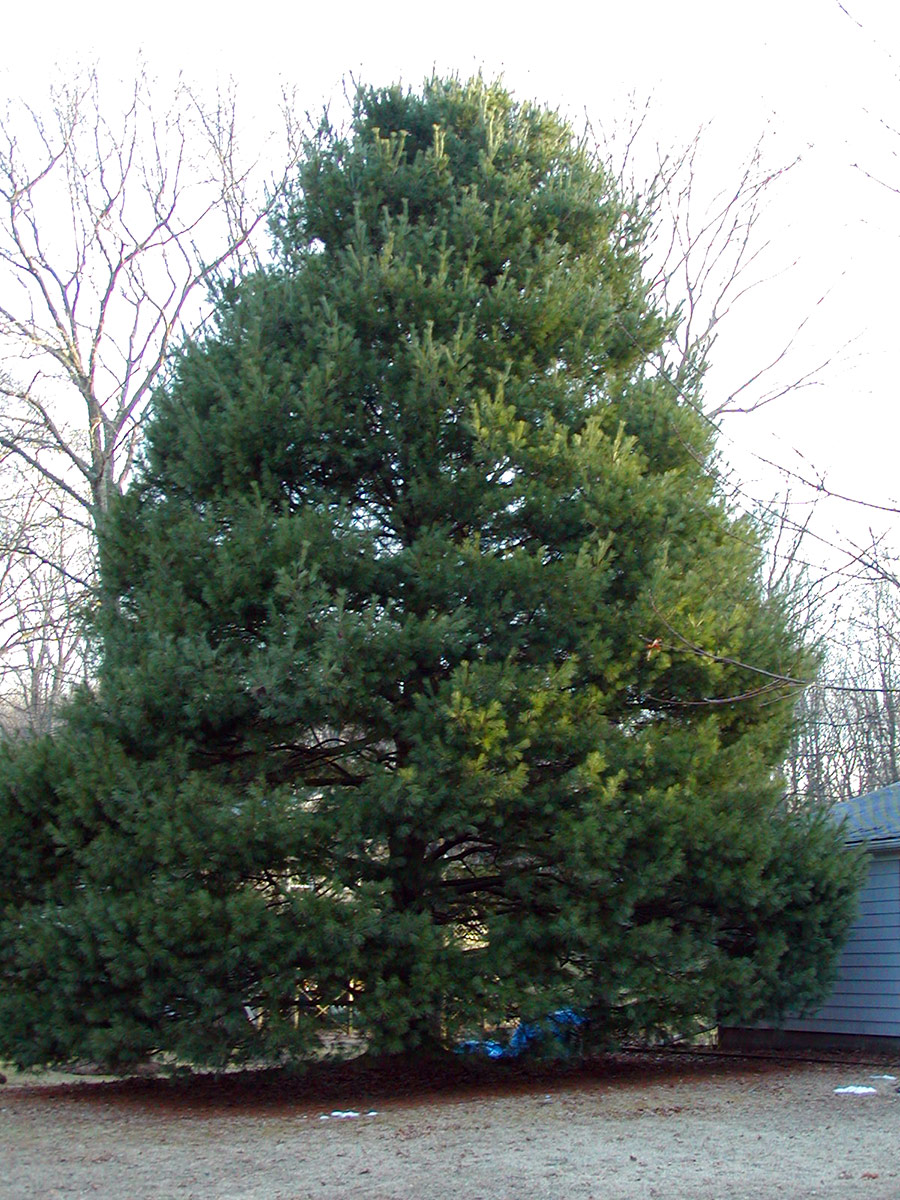 Tree Shaping - Kaiser Tree Preservation Co.