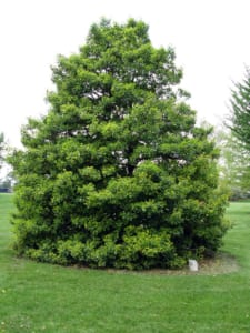 Tree and Shrub Planting Gallery - Kaiser Tree Preservation Co.