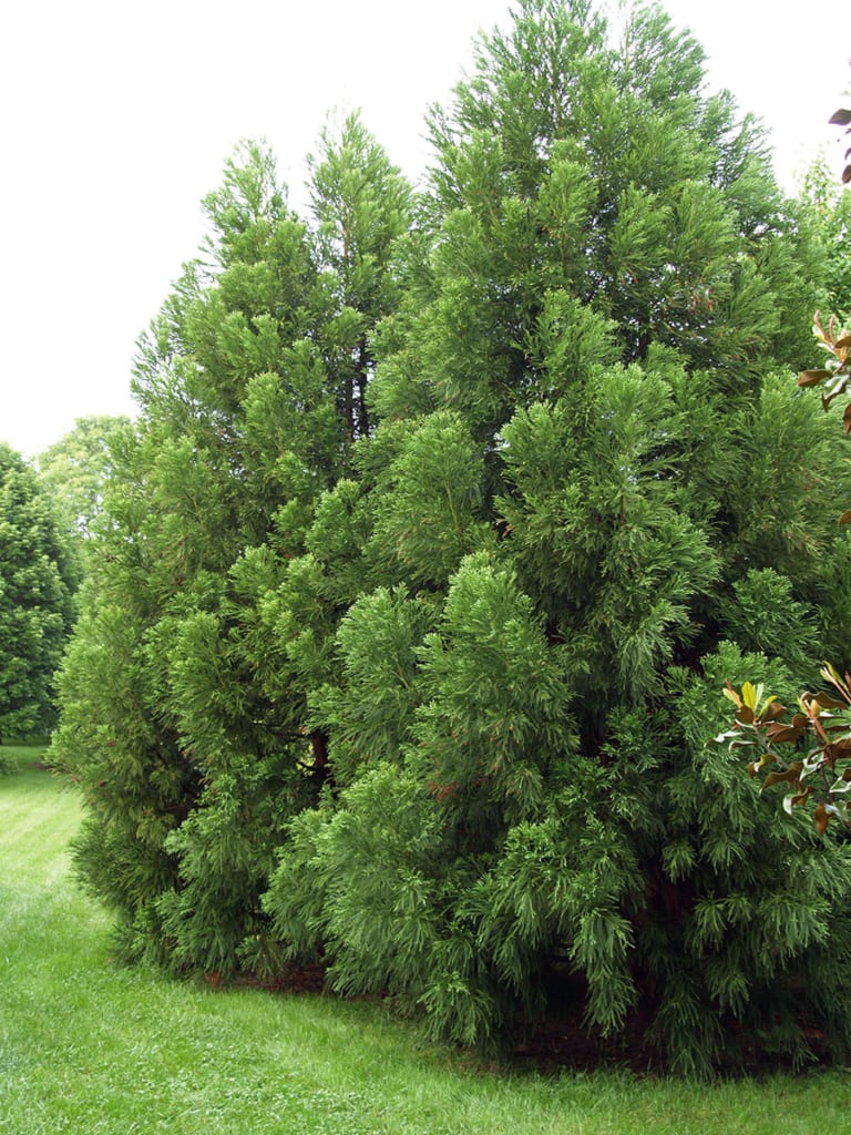 Tree and Shrub Planting Gallery - Kaiser Tree Preservation Co.