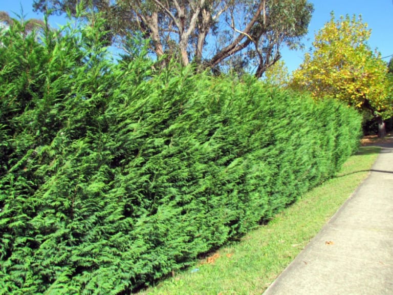 Tree and Shrub Planting Gallery - Kaiser Tree Preservation Co.