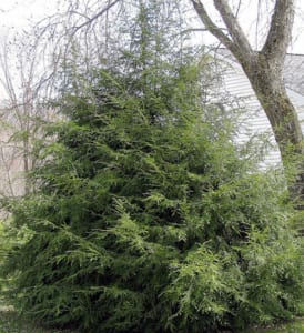 Tree and Shrub Planting Gallery - Kaiser Tree Preservation Co.