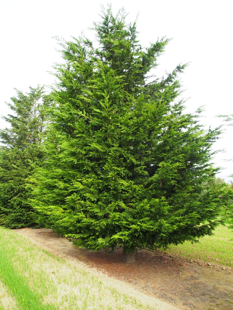 Tree and Shrub Planting Gallery - Kaiser Tree Preservation Co.