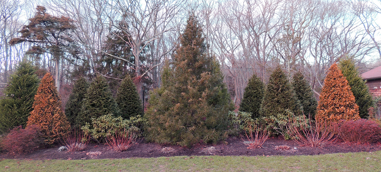 Tree and Shrub Planting Gallery - Kaiser Tree Preservation Co.
