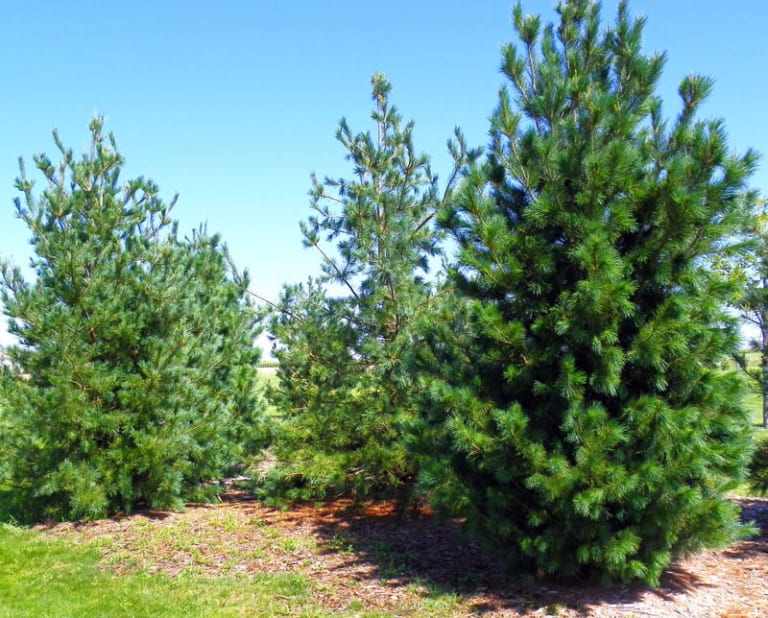 Tree and Shrub Planting Gallery - Kaiser Tree Preservation Co.