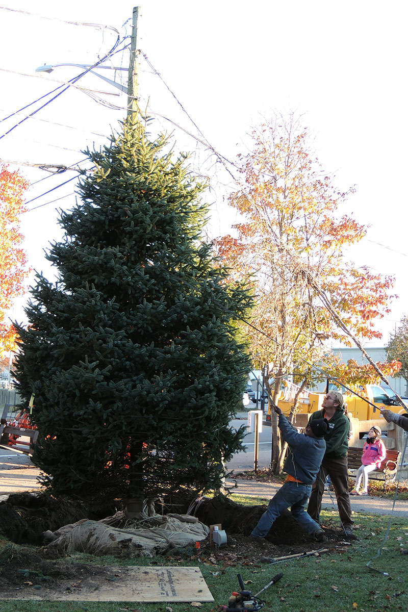 Tree and Shrub Planting Gallery - Kaiser Tree Preservation Co.