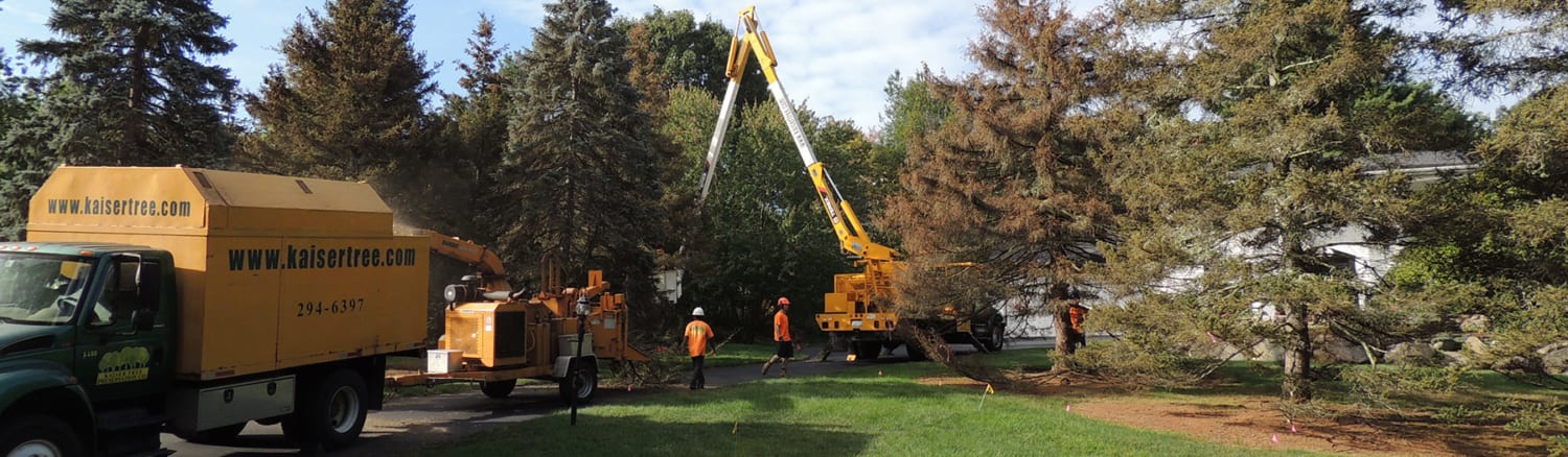 Kaiser Tree Preservation Co. - Rhode Island's Expert Shrub and Tree Care